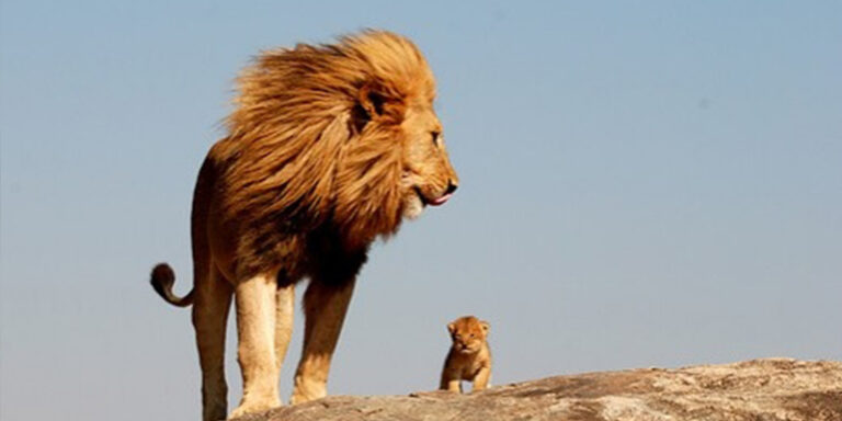 Leadership – Lessons from the Animal Kingdom. - Learning2Lead.co.uk